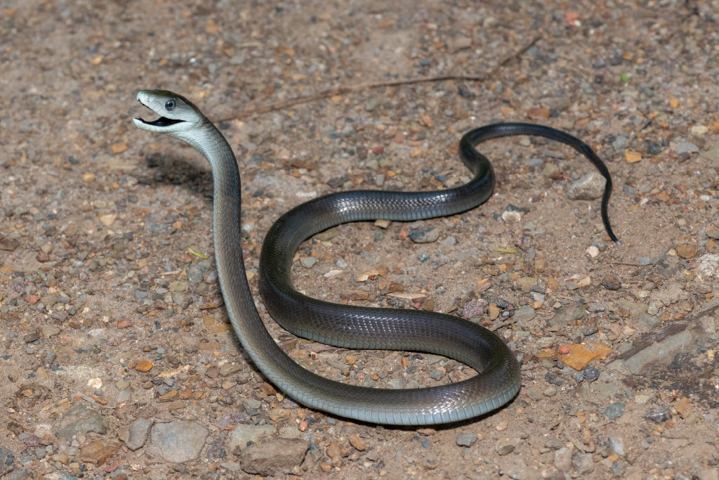 About DUO-VENN® – Green Earth Health